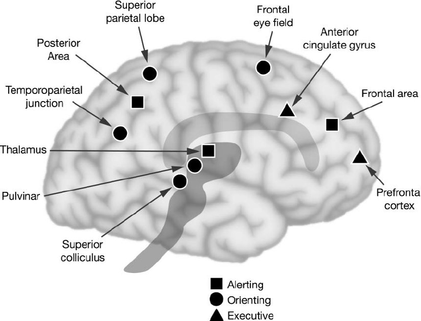 Informations sur le cours | PSYC3540_01 - Cognition: Attention & Memory (Fall 2024) | TRU Moodle